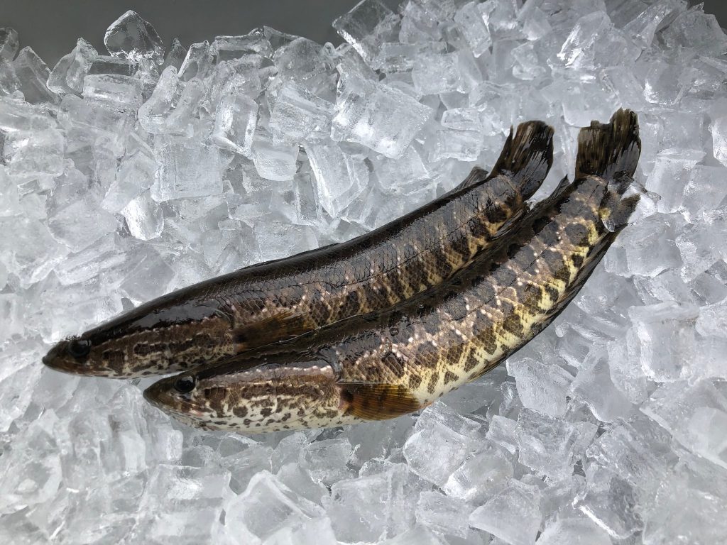 Fish names in Malayalam and English-മലയാളത്തിലും ഇംഗ്ലീഷിലും